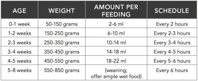 Feeding Kittens | Stray Cat Alliance